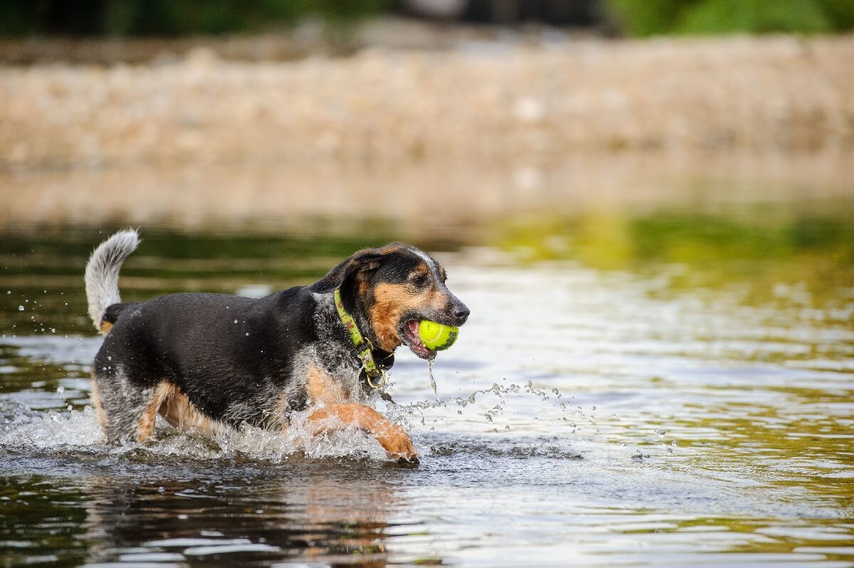 Alexandria Animals - Animal Welfare League of Alexandria | AWLA