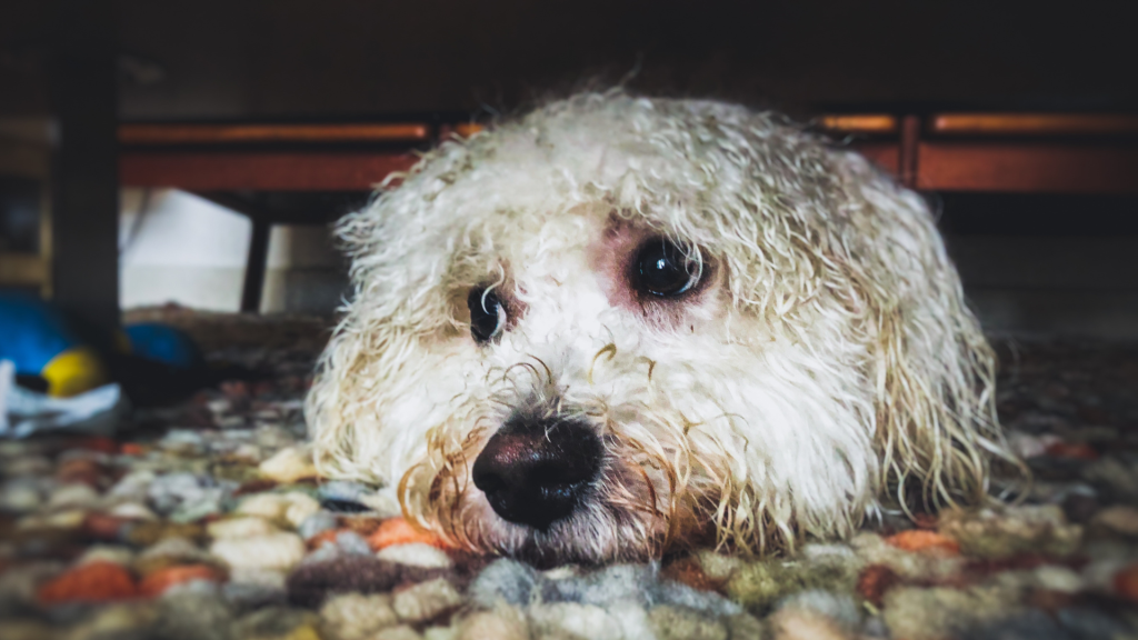 The Link Between Animal Cruelty and Human Violence - Alexandria Animals 2025